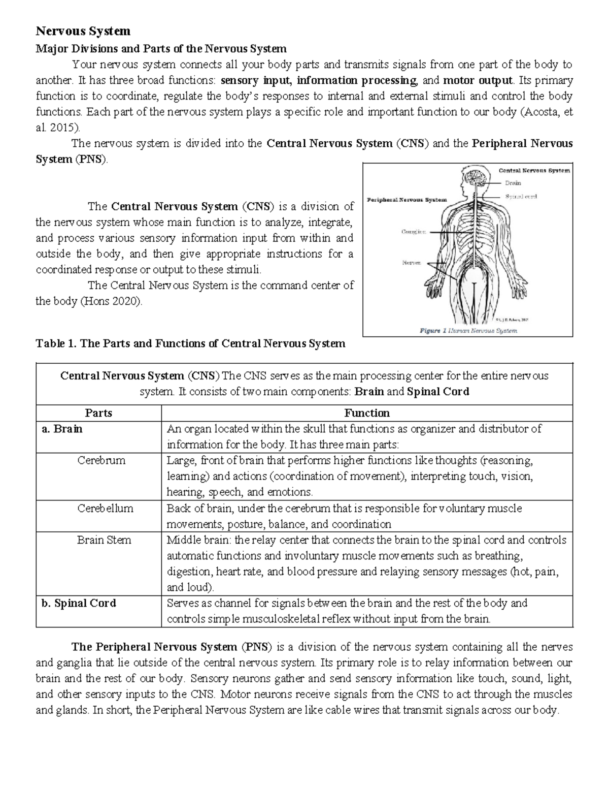 Nervous System Overview and Functions: CNS and PNS Explained - Studocu