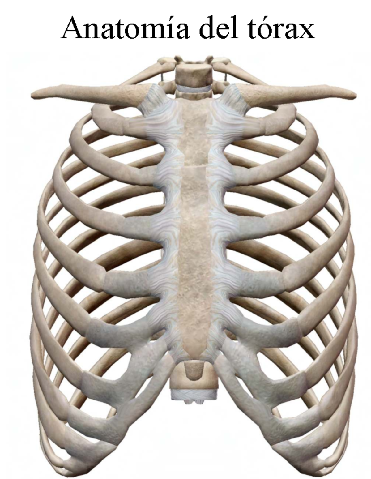 Tórax: generalidades y morfología torácica - Resumen HMM 3 - Studocu