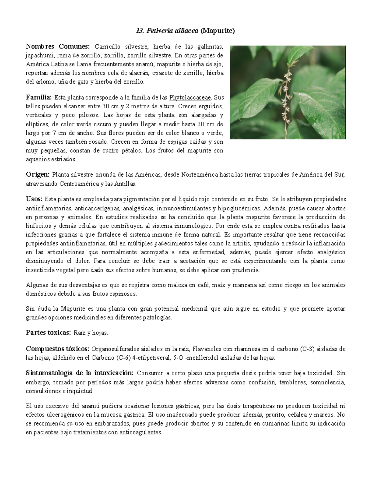 Estudio de Petiveria alliacea (Mapurite): Propiedades y Usos ...