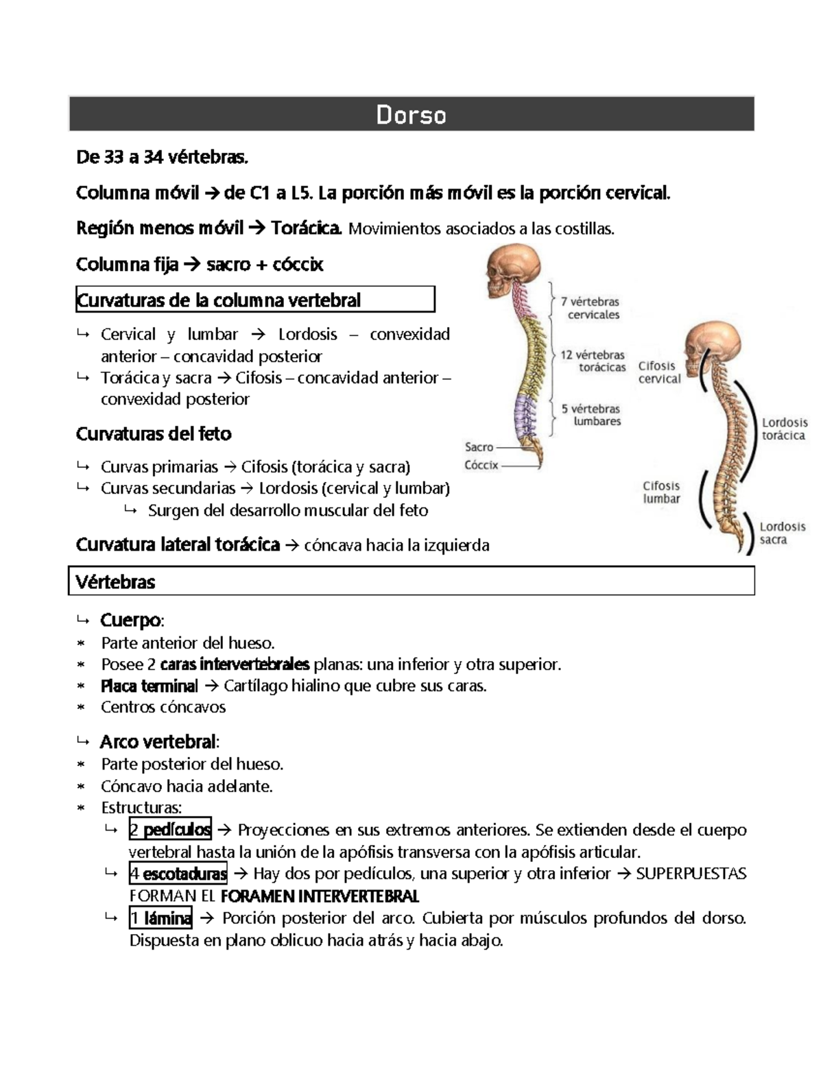 Dorso Resumen - Libro Pró Anatomia - Warning: TT: undefined function: 32 Dorso De 33 a 34 ...