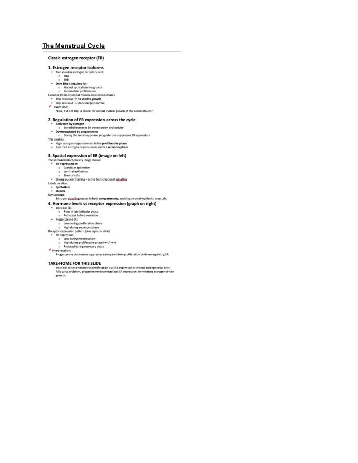 Reproduction - Menstrual Cycle & Endometrium Overview (BIO 101) - Studocu