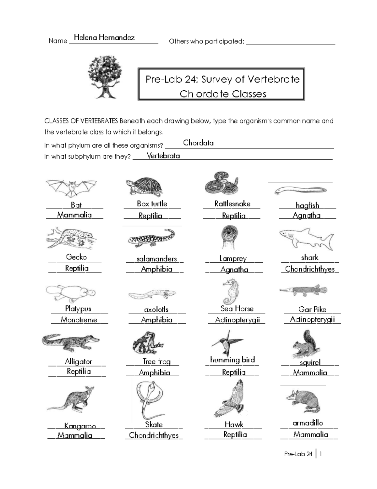 Pre-Lab 24: Examining Diversity in Chordata's Vertebrate Classes - Studocu