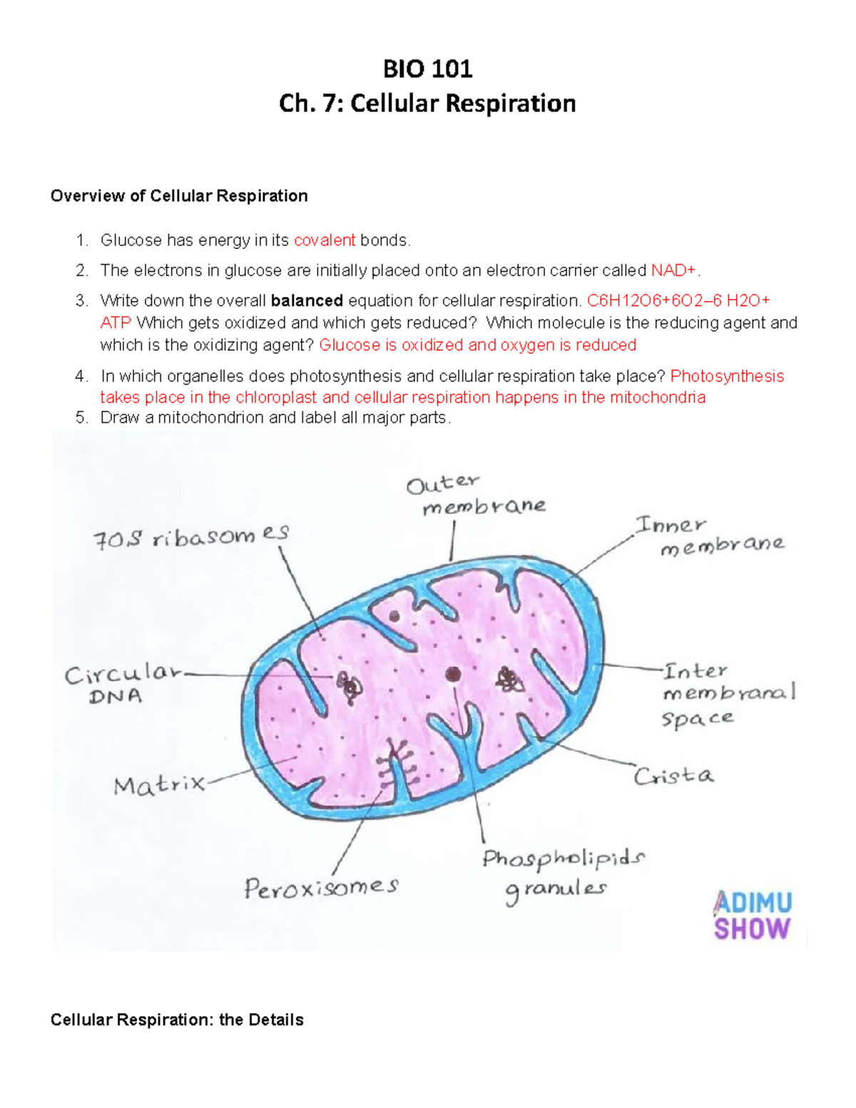BIO 101: Ch. 7 - Cellular Respiration Overview & Study Guide - Studocu