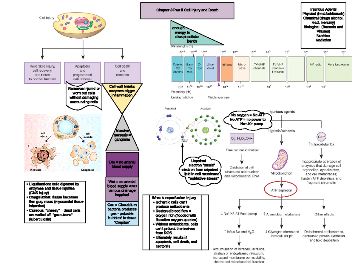 Concept Map - Chapter 3 Part II Cell injury and Cell Death - Removes ...