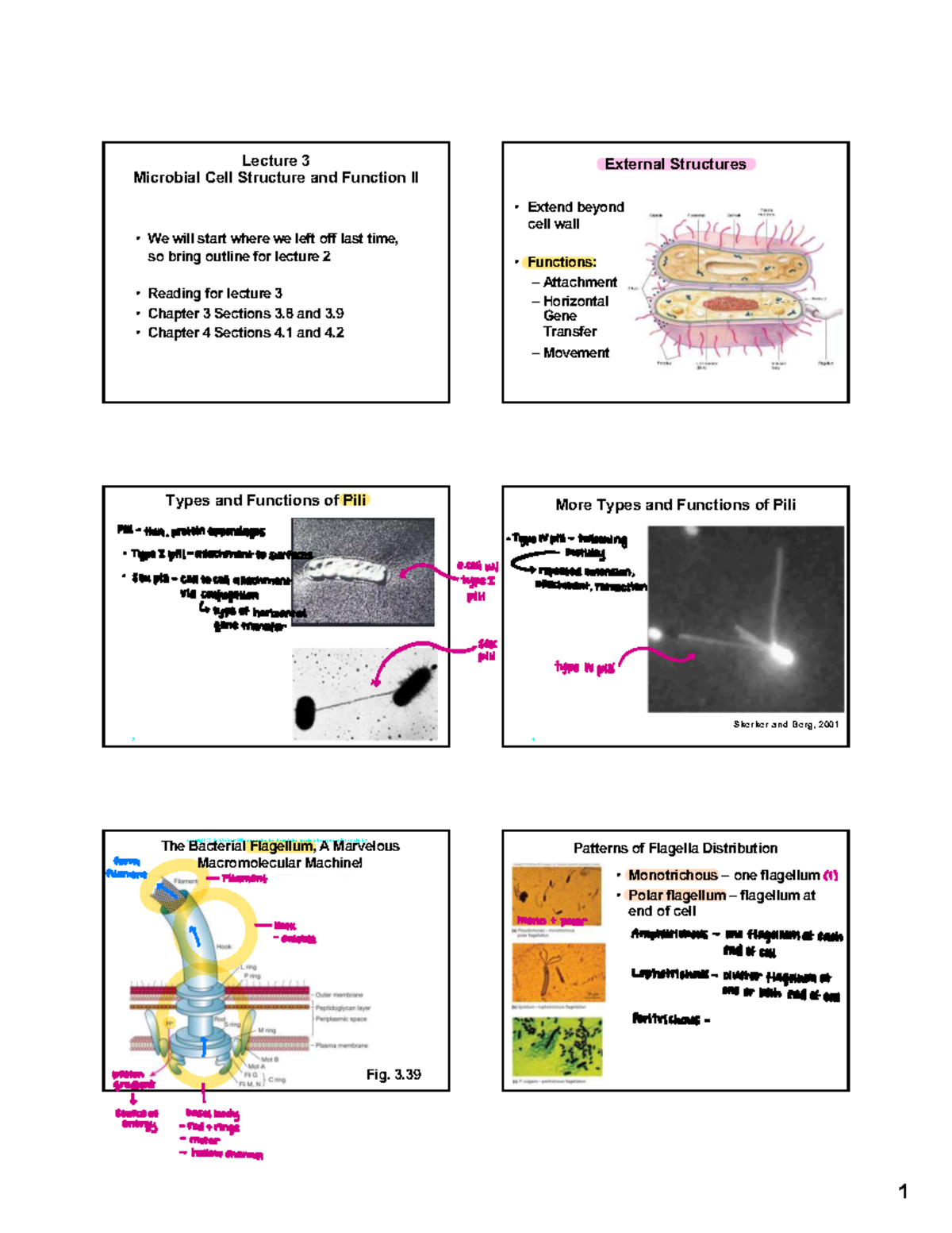 Microbial Cell Structure and Function II - Lecture 3 Notes - Studocu