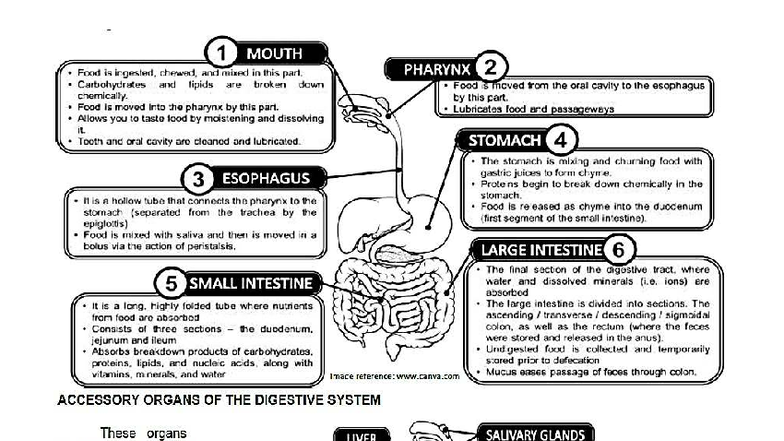 Digestive System Activity: Understanding Organs & Functions - Studocu