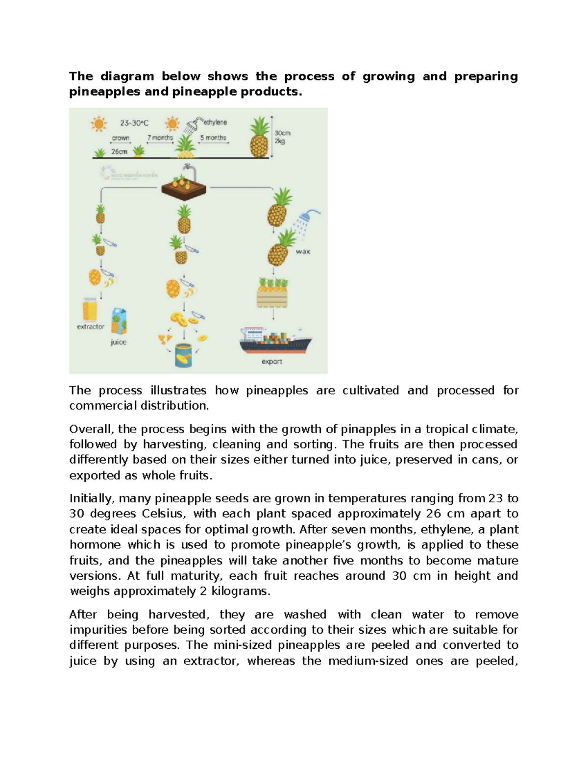 Pineapples - Growth & Processing Steps - IELTS - Studocu
