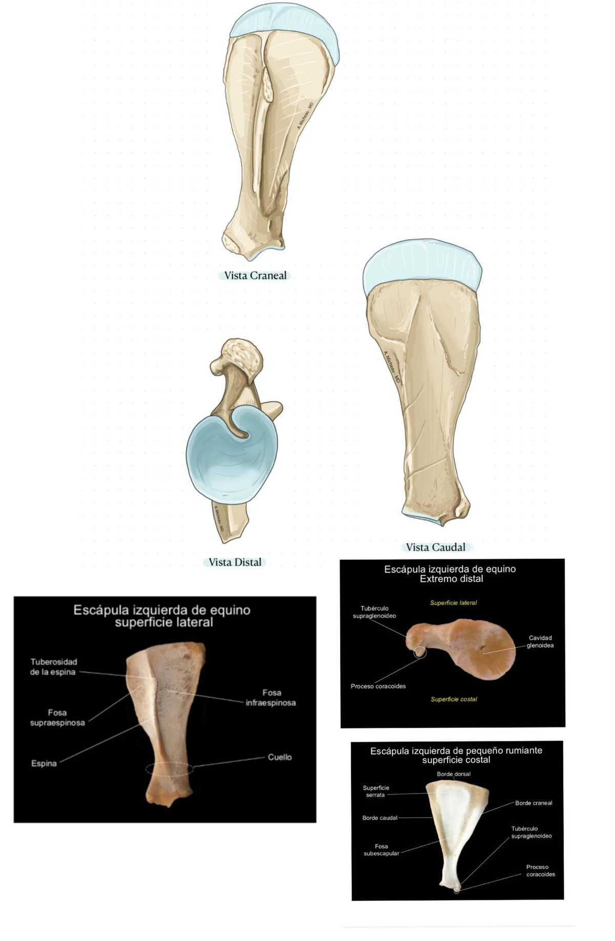 Anatomía De La Escápula Del Caballo The Topographical Anatomy Of The