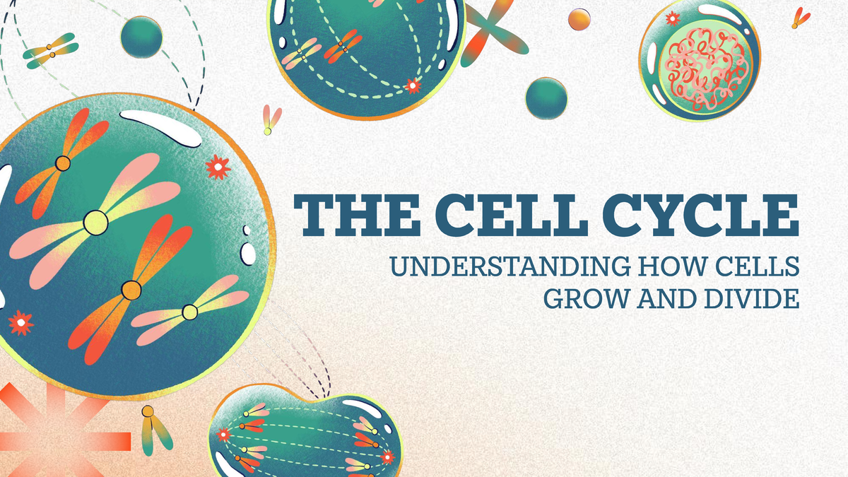 STEM_BIO11/12 Lesson 4: Cell Cycle & Mitosis Overview - Studocu