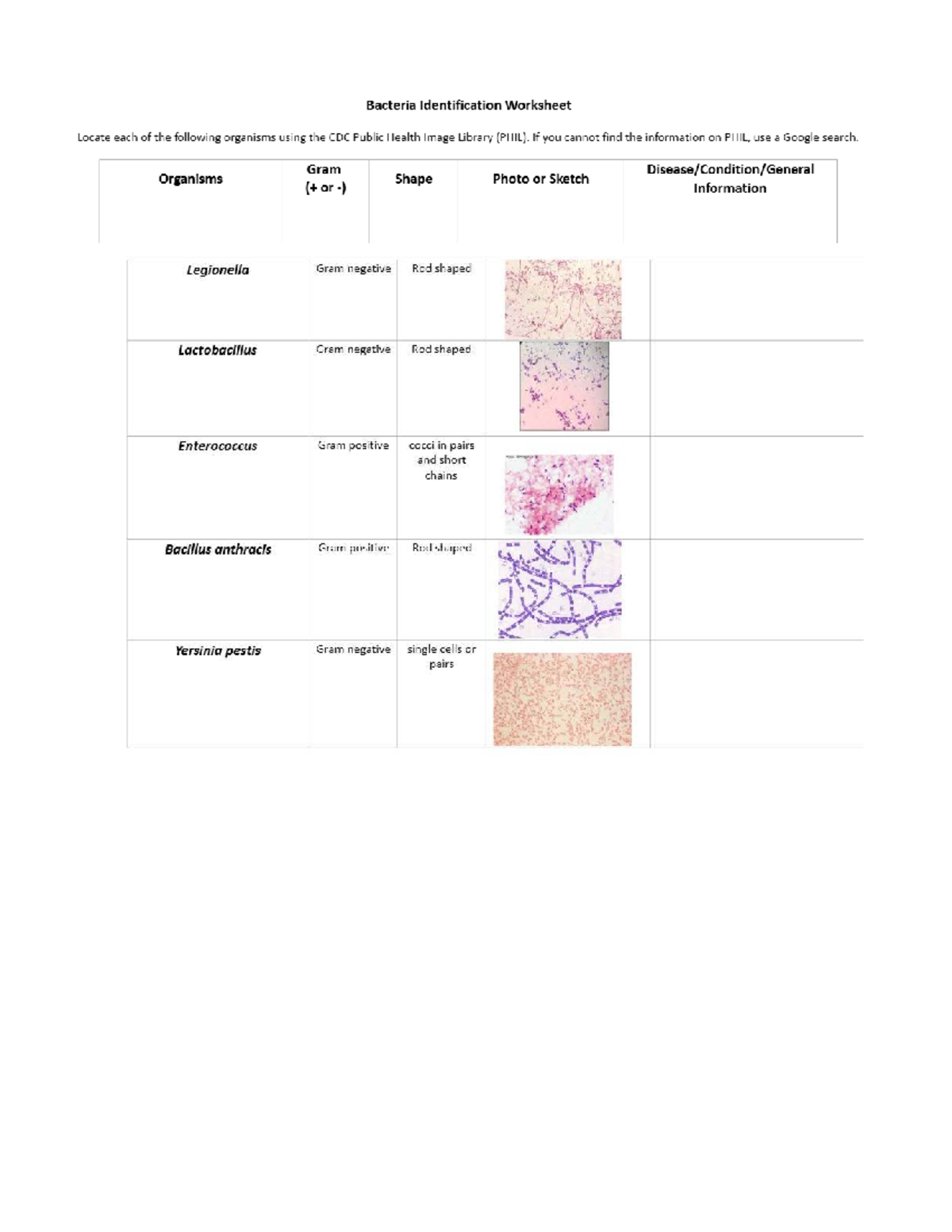 Bacteria Identification Worksheet: Gram Staining Guide (Micropara ...