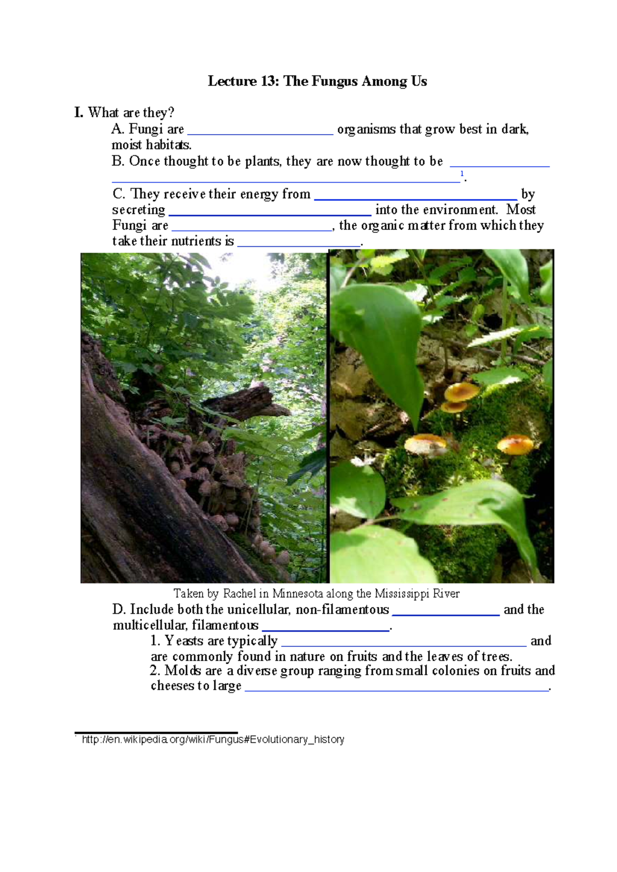 Lecture 13: Understanding Fungi, Yeasts, and Molds - Studocu