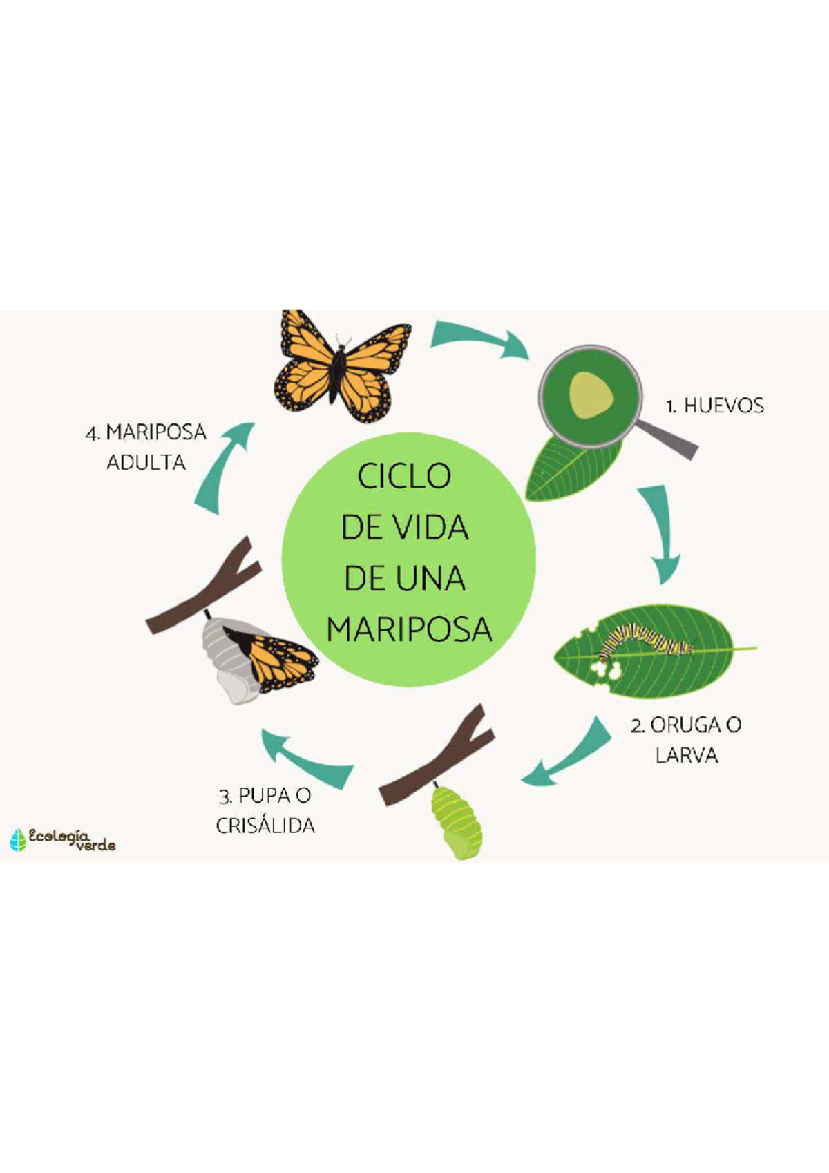 El ciclo de vida de una mariposa etapas e imagenes 2767 orig - Mecánica ...