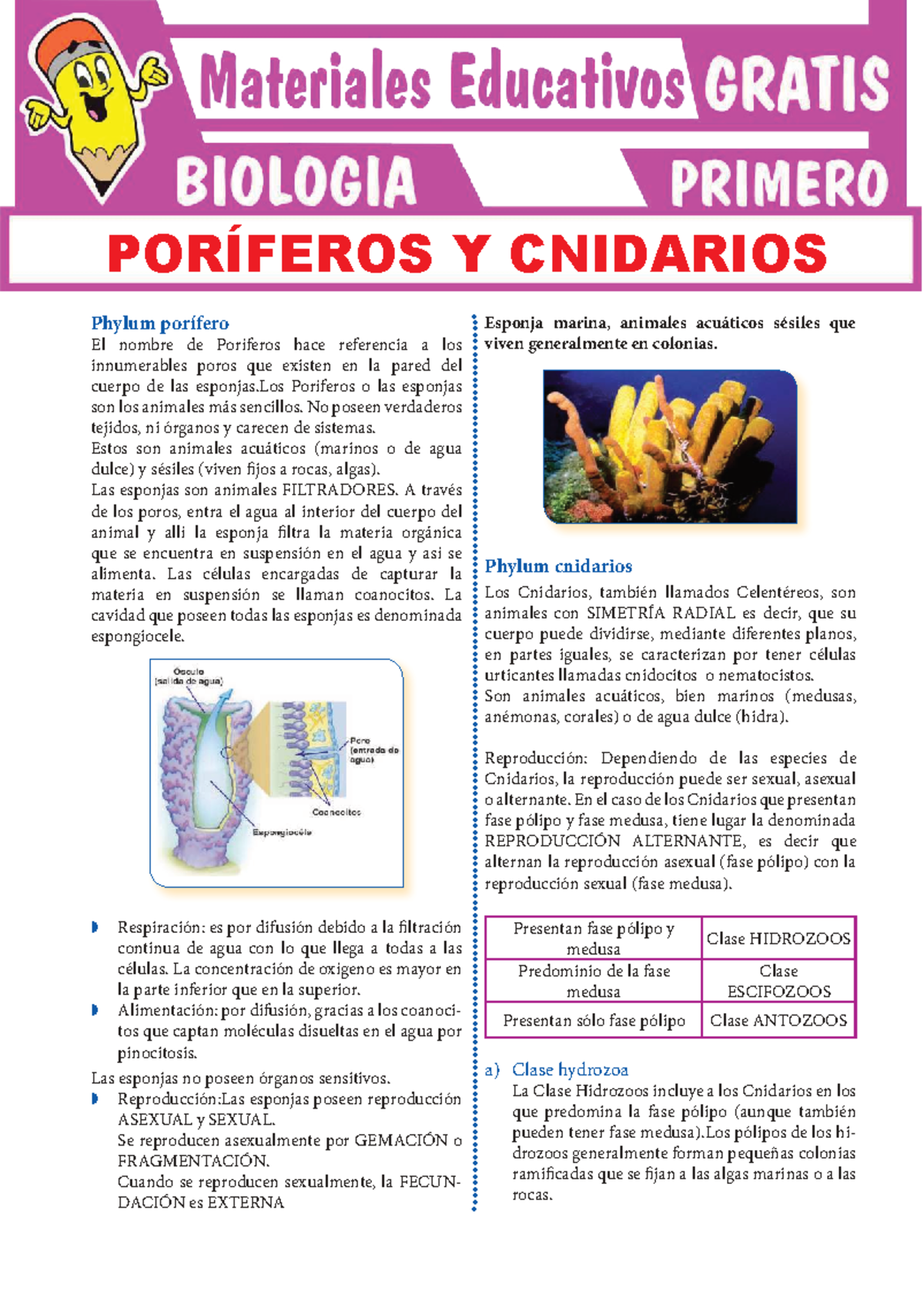 Poríferos y Cnidarios: Estudio para Primero de Secundaria - Studocu