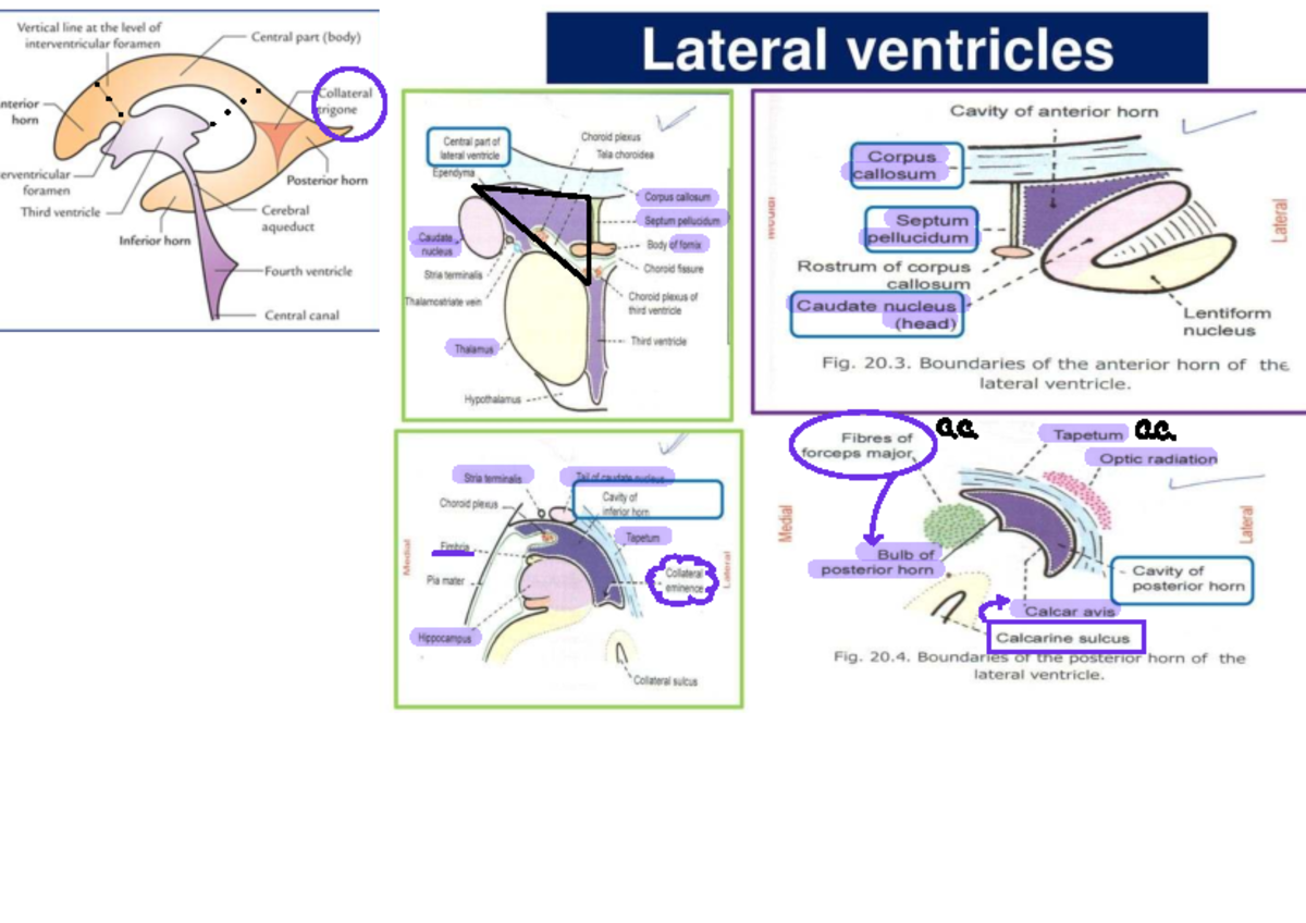 Ventriculii Laterales: Anatomical Overview and Boundaries - Studocu