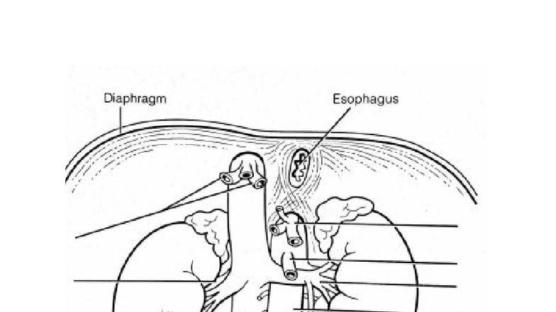 Abdomen revision images - ANA 247 - Diaphragm Esophagus THE ASD ...