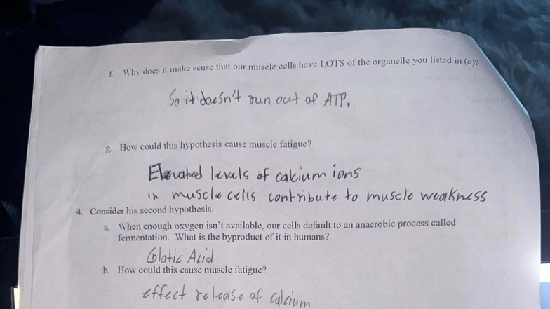 Unit 3: Muscular System - Muscle Fatigue Hypotheses & Experiments - Studocu