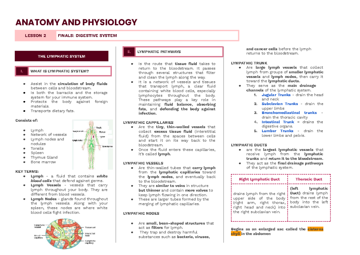 ANATOMY AND PHYSIOLOGY LESSON 2 FINALS: DIGESTIVE & LYMPHATIC SYSTEM ...