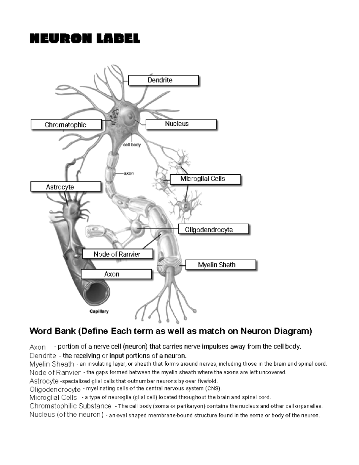 Neuron Anatomy Labeling Guide: Terminology & Diagram Matching - Studocu