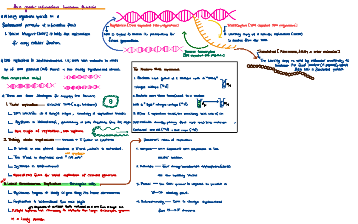 MBG2040 - Final Exam Notes on DNA Replication and Transcription - Studocu