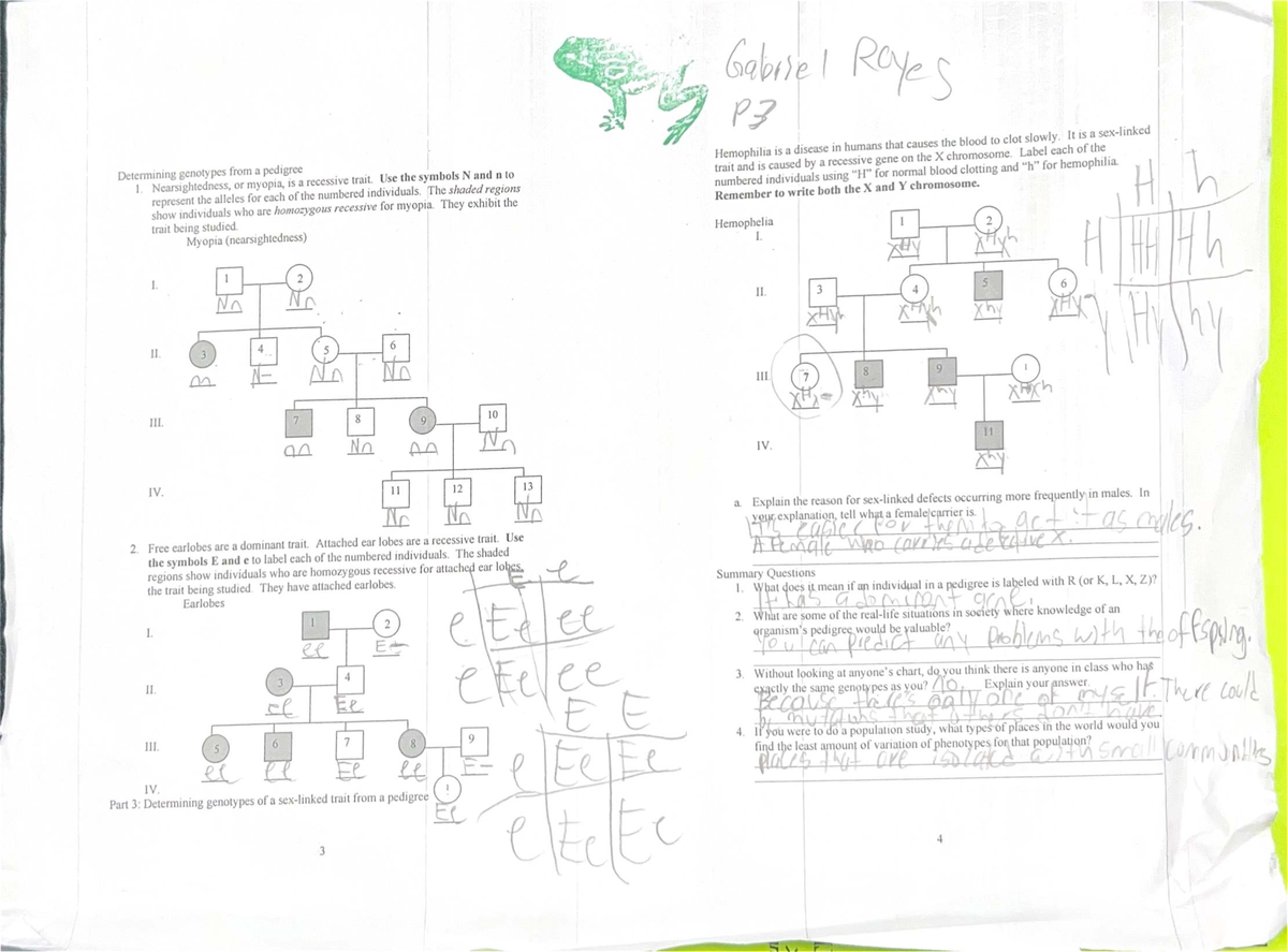 Determining Genotypes from a Pedigree: P3 Genetics Analysis - Studocu