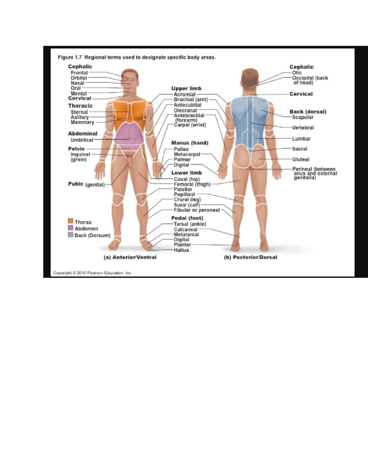 Anatomy - Practice: Regional Terms for Body Areas Overview - Studocu