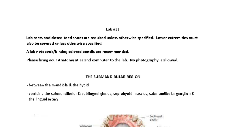 Anatomical Structures and Functions in the Neck Region - Lab #11 - Studocu