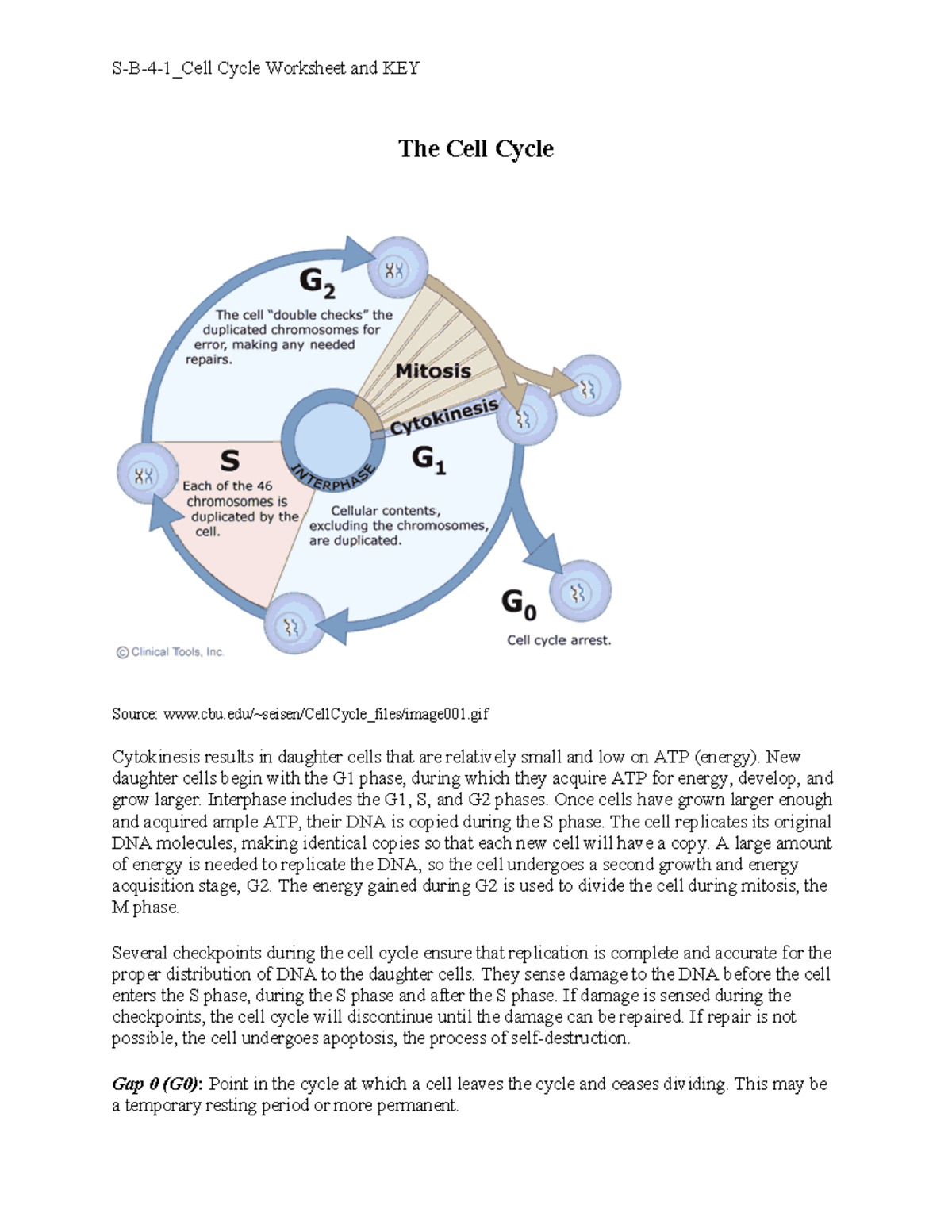 S-B-4-1 Cell Cycle Worksheet & Key: Phases and Checkpoints Explained ...