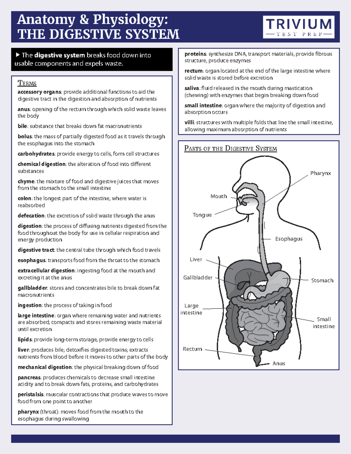 Anatomy & Physiology: Digestive System Overview (AnPhy) - Studocu