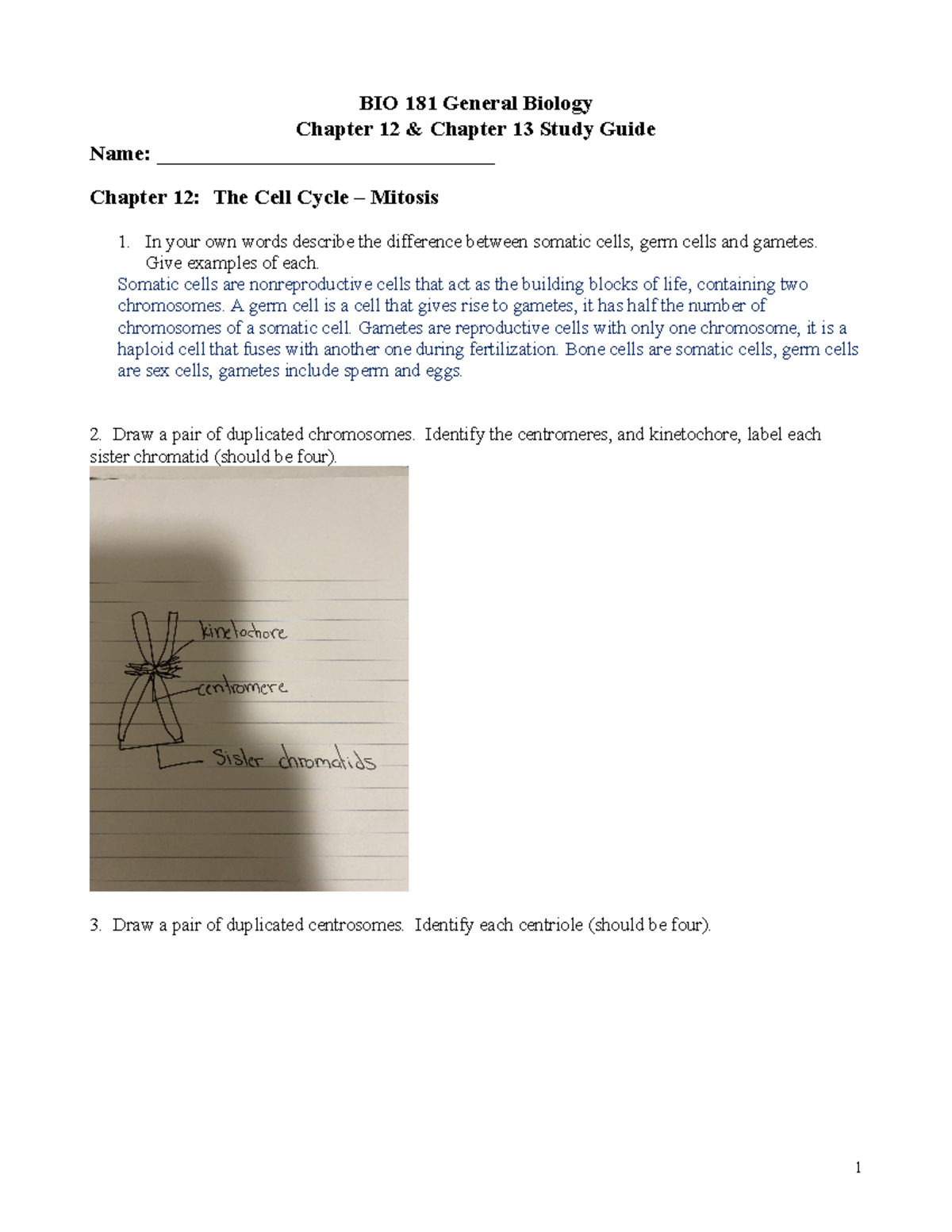 BIO 181 Chapter 12 & 13: Cell Cycle & Meiosis Study Guide - Studocu