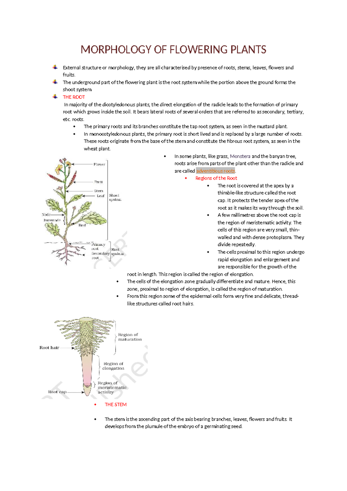 Morphology of Flowering Plants: Structure and Function Analysis - Studocu