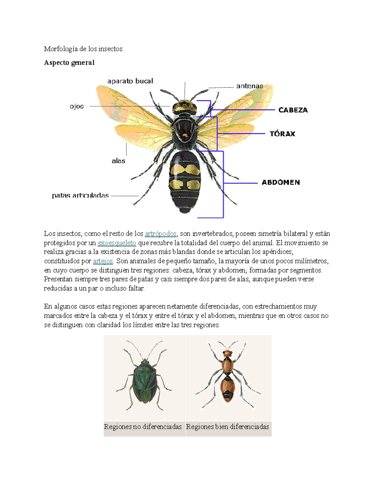 Morfología de los Insectos: Brief Overview of Body Structure - Studocu