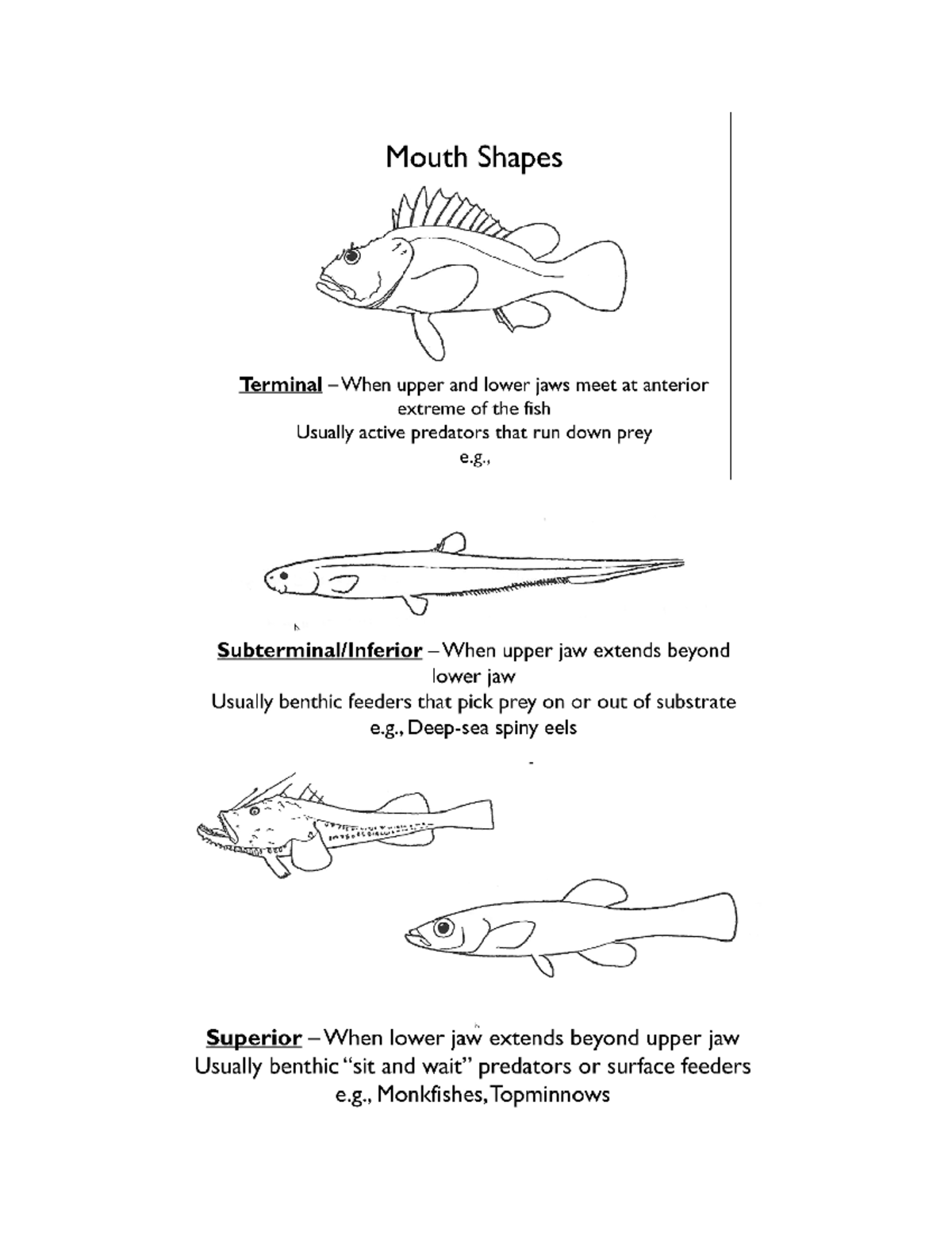FORS2355 Fish Mouth and Scale Types - Mouth Shapes Terminal upper and ...