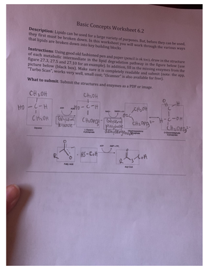 Printable Basic concept worksheets - Basic Concepts Worksheet 1. Description: Amino acids can be ...