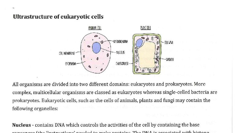 Cell structures - Quiz - Ultrastructure of eukaryotic cells CELL ...
