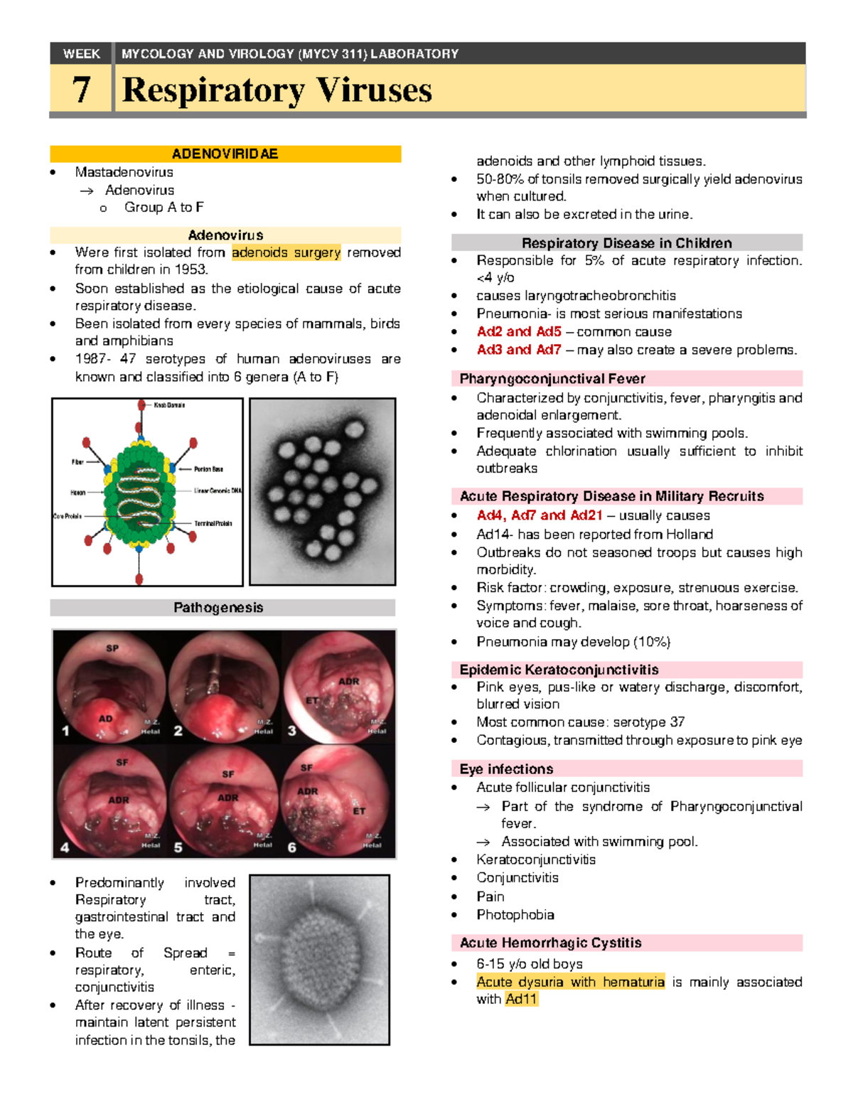 MYCV LEC WK8 Respirator- Viruses - ADENOVIRIDAE Mastadenovirus ...