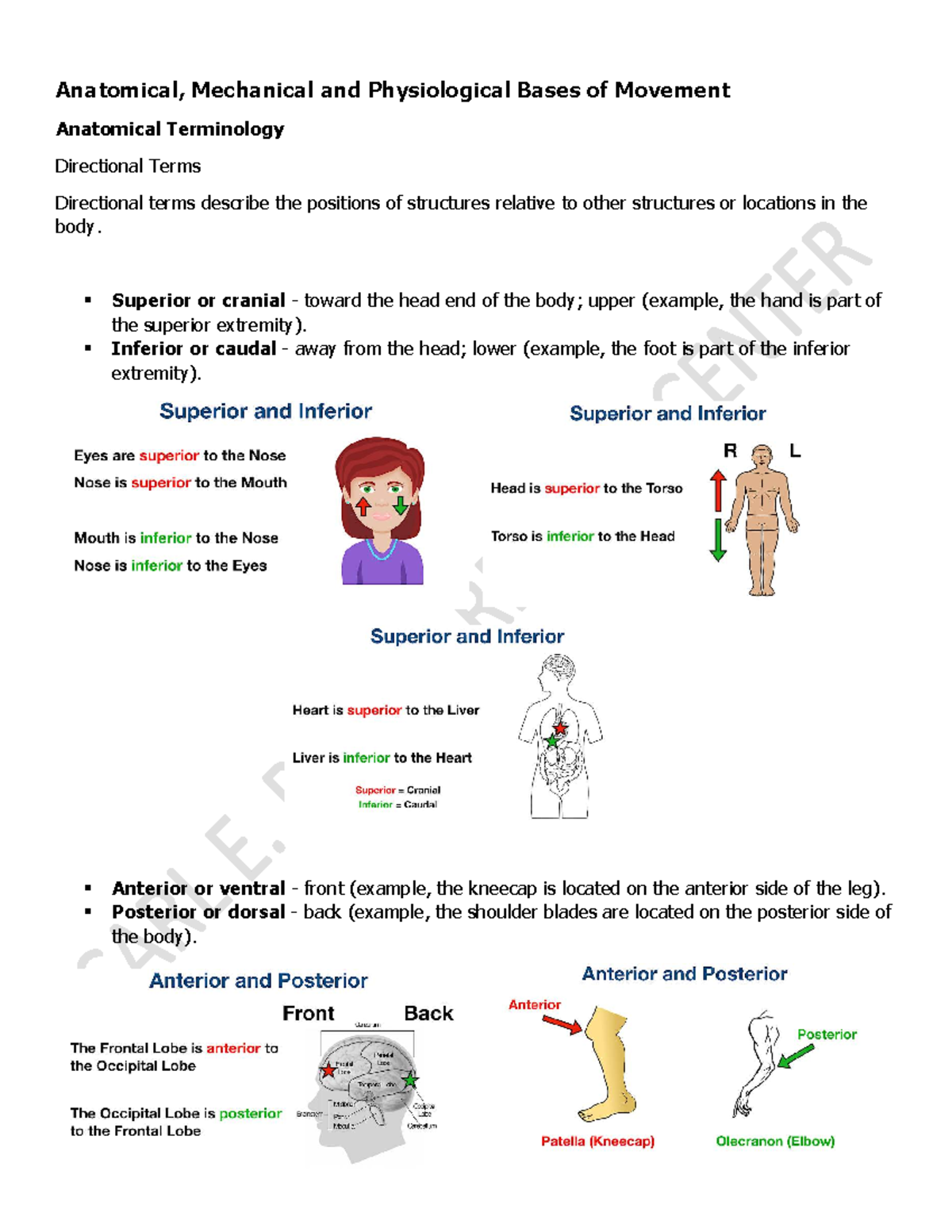 Anatomical Terminology and Directional Terms Lecture Notes - Studocu