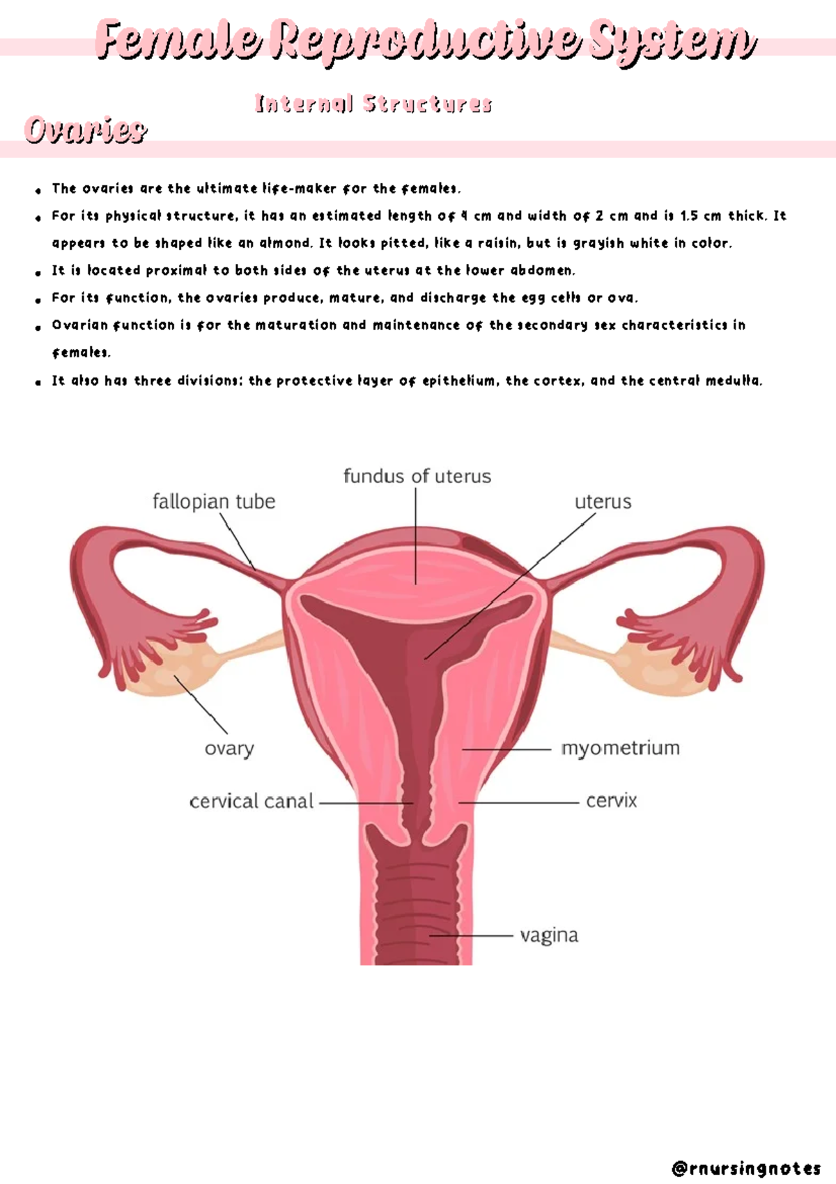 Reproductive System Overview: Female & Male Anatomy (BIO 101) - Studocu