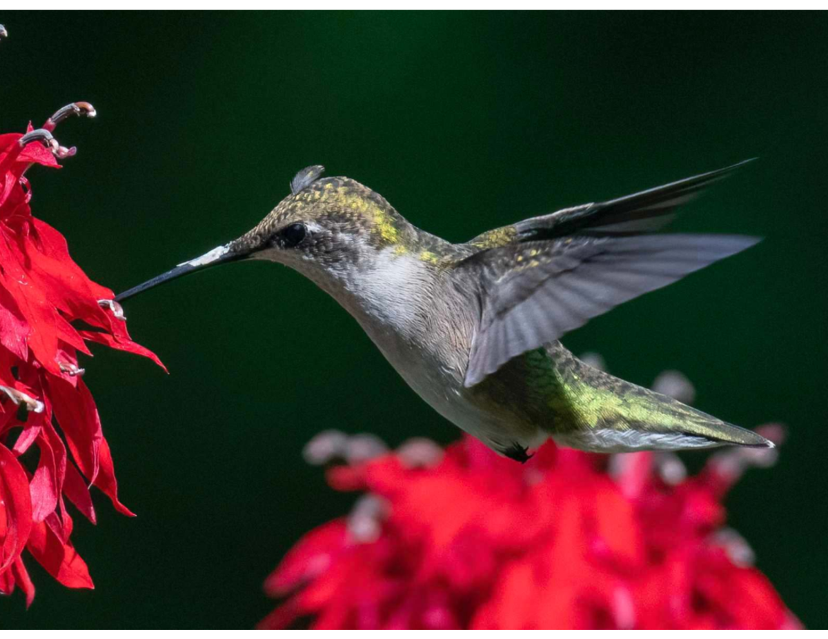 Regulation of Metaphase to Anaphase Transition in Mitosis - BIOL 151 ...