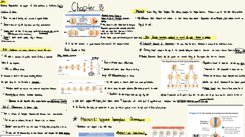 Bio 100-3: Chapter 13 Meiosis Overview and Genetic Variation Notes ...