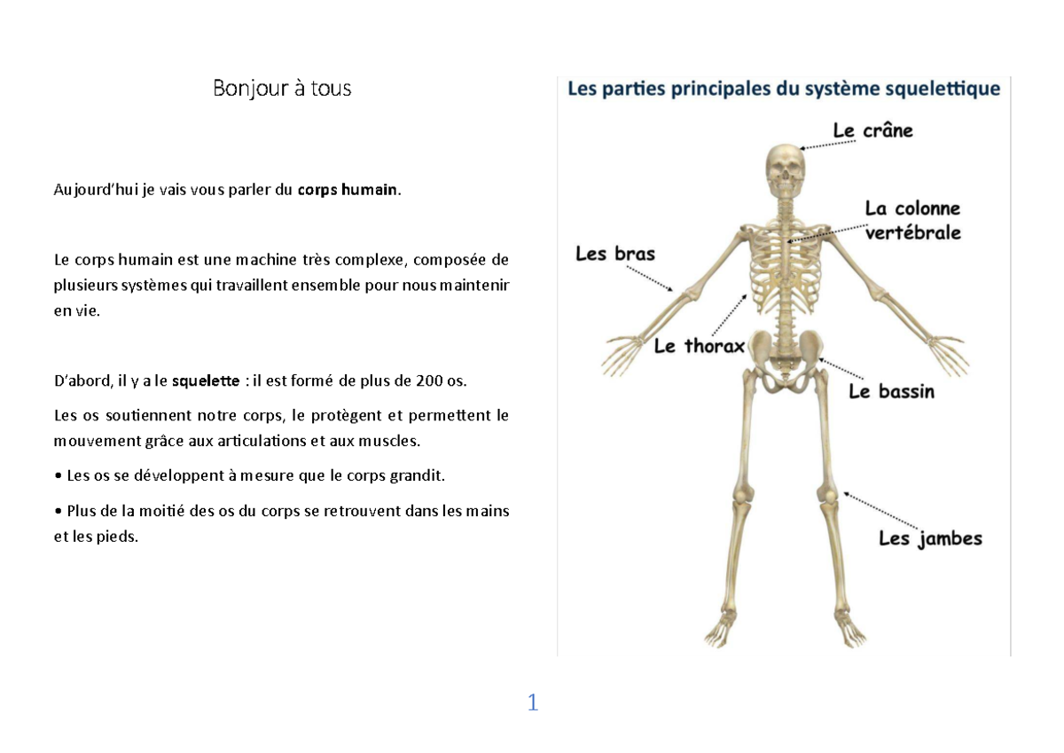 Exposé sur le Corps Humain : Systèmes et Fonctions Essentielles - Studocu