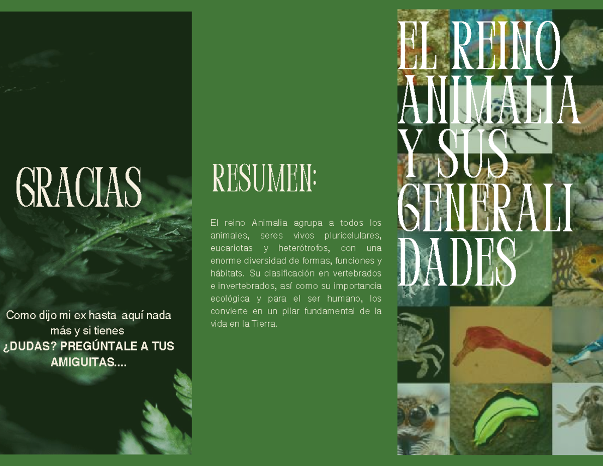 Reino Animalia: Características, Clasificación e Importancia Ecológica ...