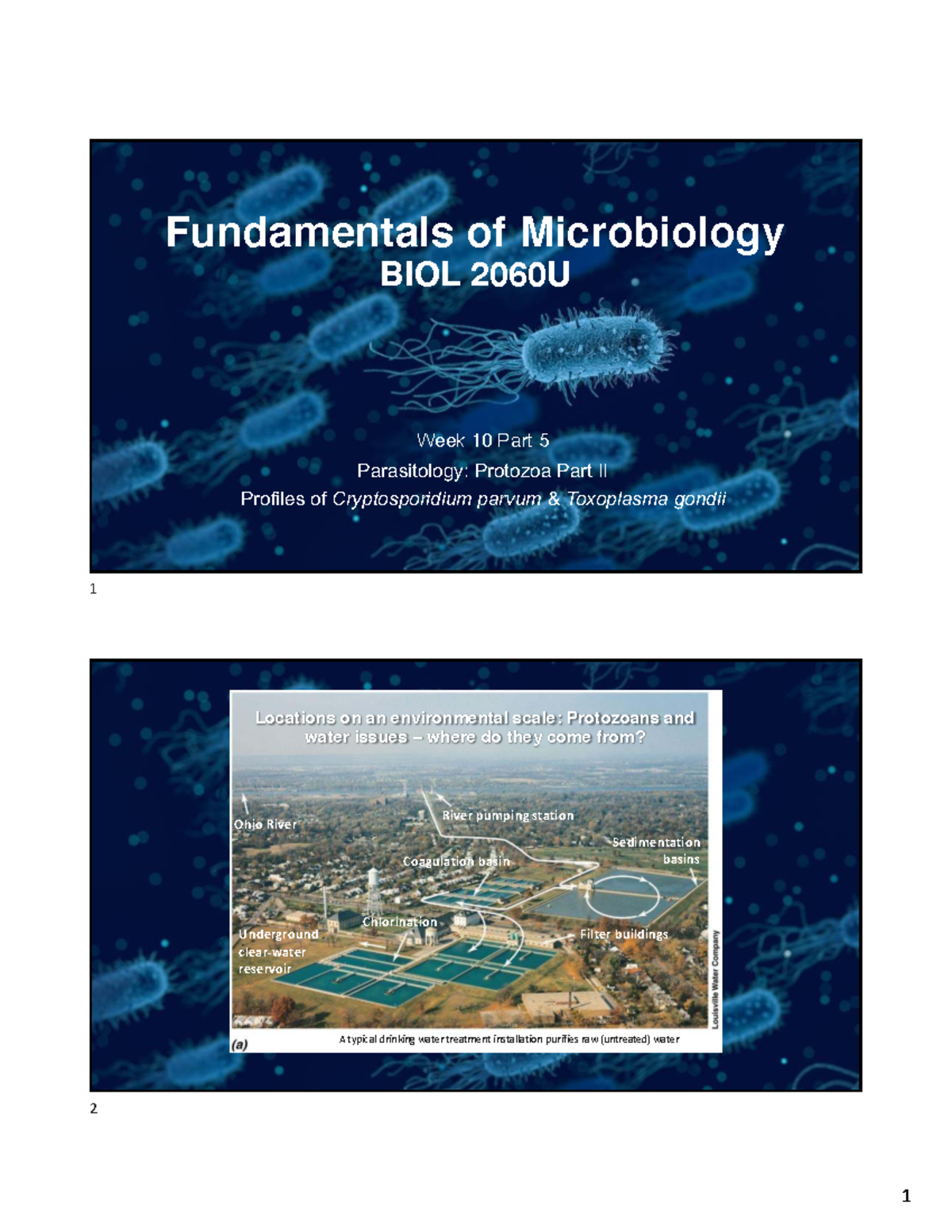 Fundamentals of microbiology BIOL 2060U Week 10 Part 5: Parasitology ...