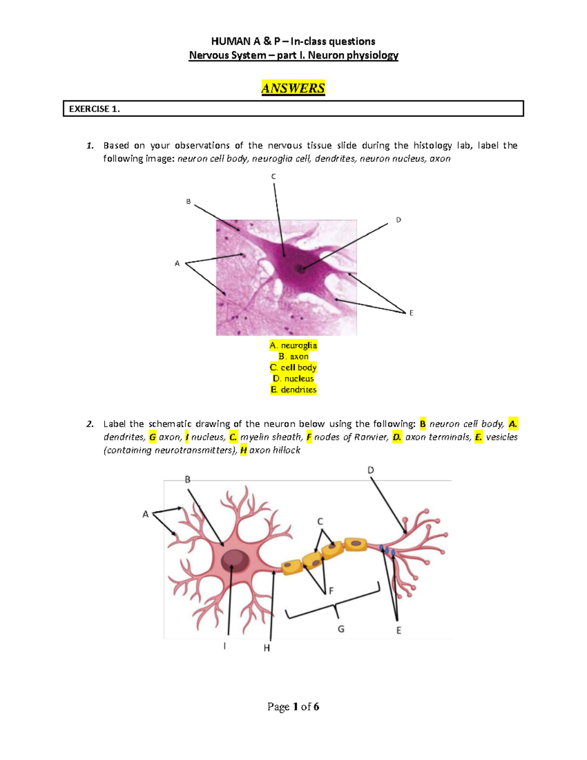 HUMAN A&P Neurophysiology Practice Questions: Nervous System Part I ...