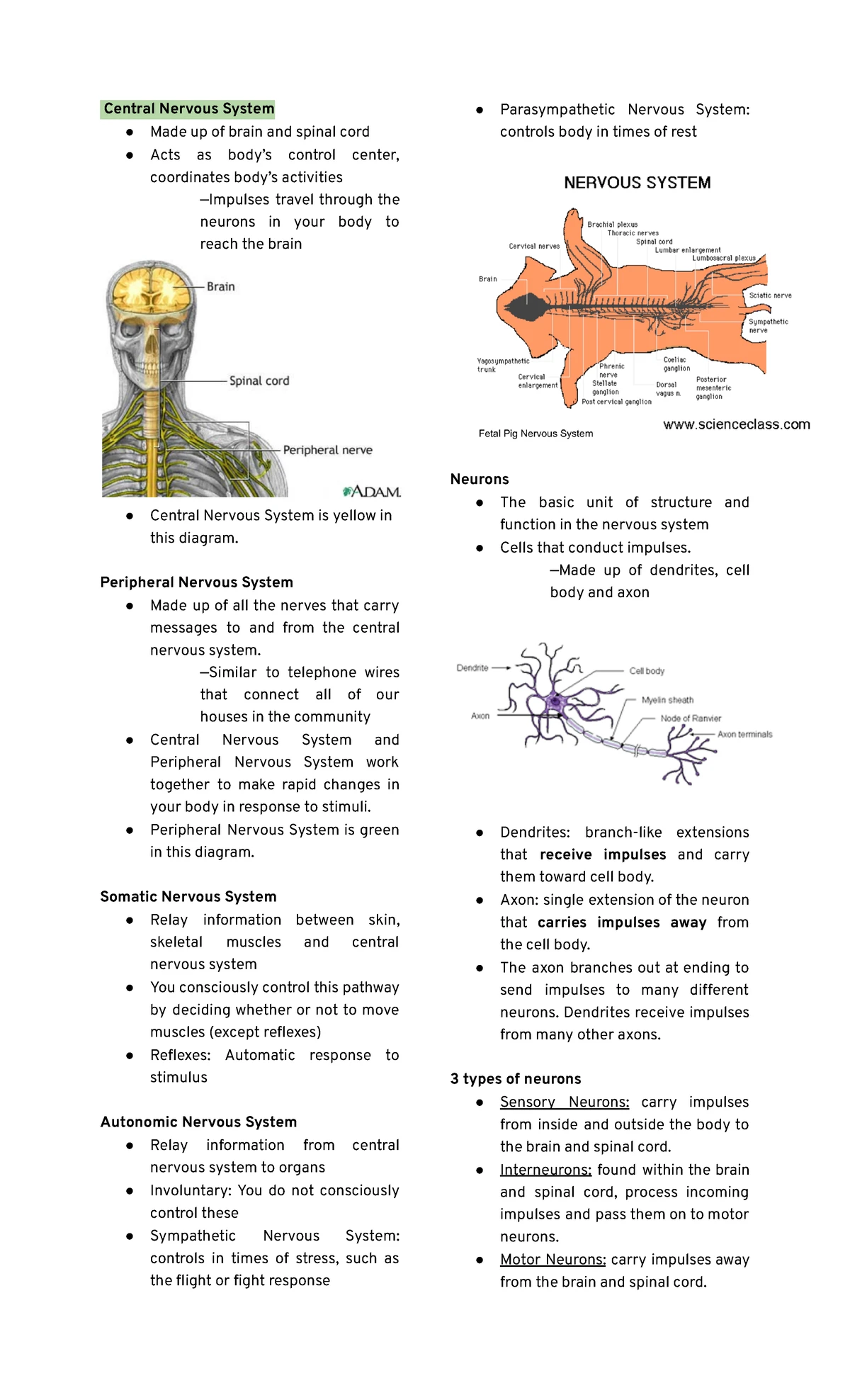 HEART PUMP MODEL WORKSHEET: COMPREHENSIVE STUDY GUIDE - Studocu