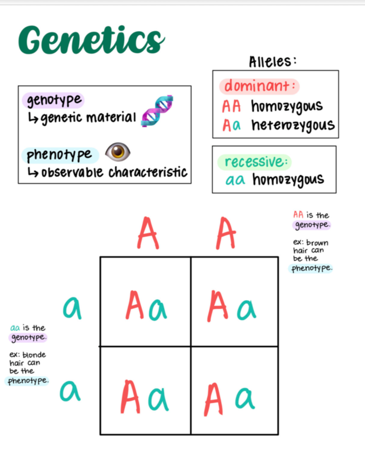 Genetics - Look - Genetics Alleles: dominant: genotype AA homozygous genetic material Aa - Studocu