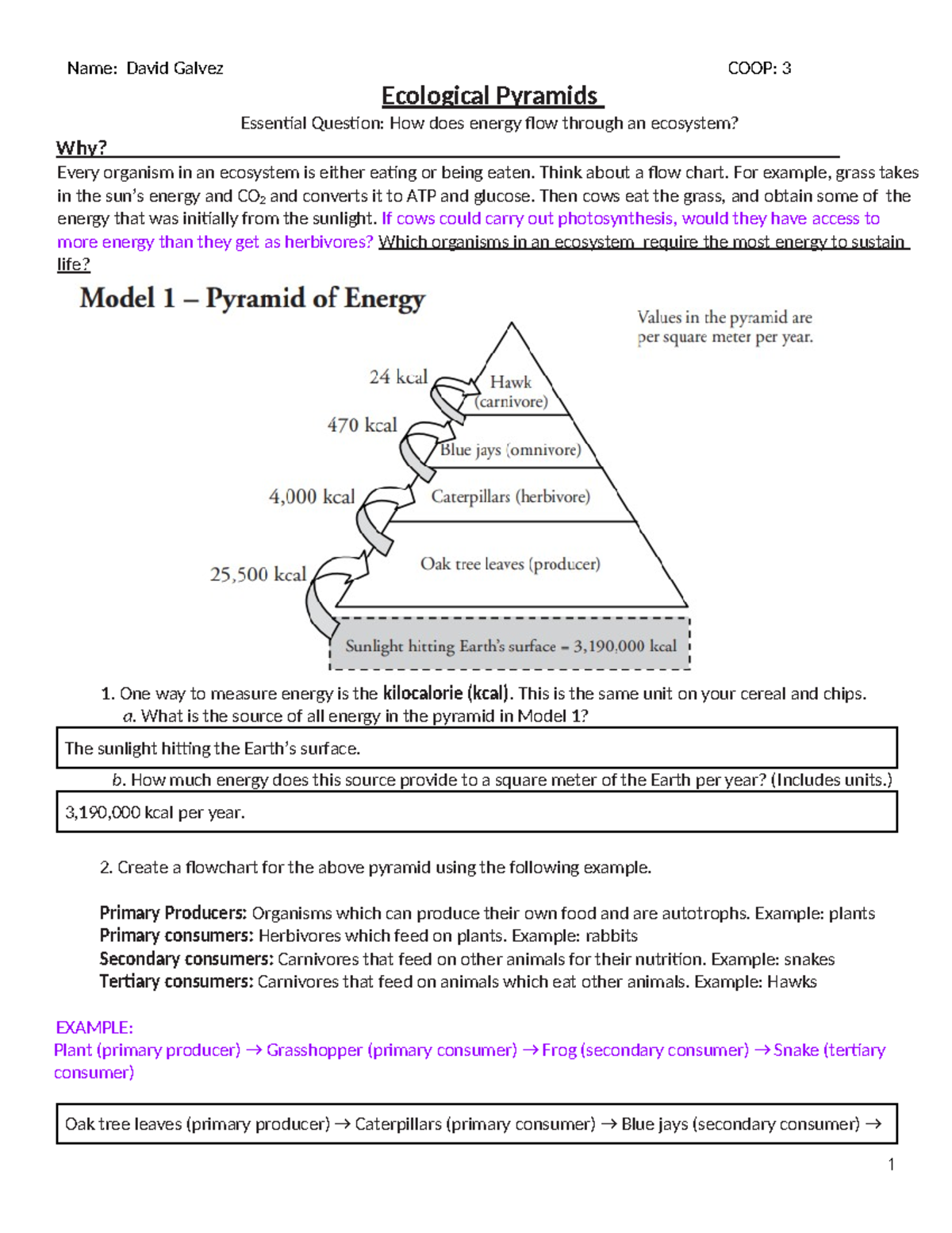 Ecological Pyramids: Energy Flow Analysis – David G. (Model 1) - Studocu