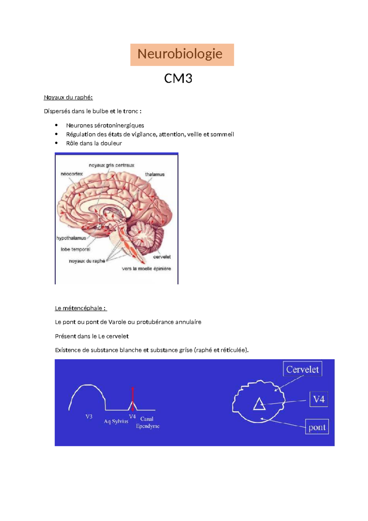 Neurobiologie CM3 XX - cours - Neurobiologie CM Noyaux du raphé ...