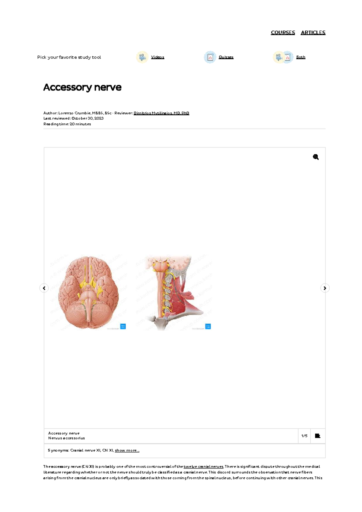 Accessory nerve (CN XI) Anatomy, pathways and function Kenhub ...