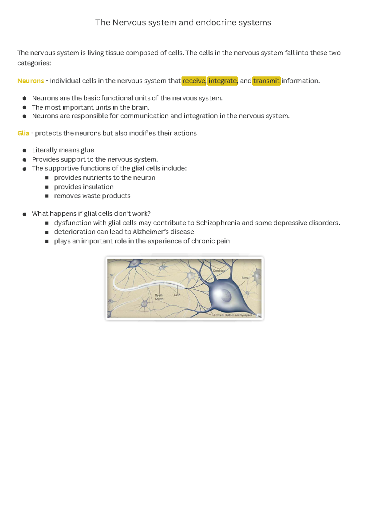 Nervous System & Endocrine System Overview - Course 2.1 - Studocu