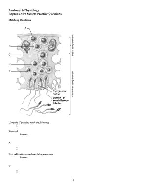 Reproductive System reviewer - REPRODUCTIVE SYSTEM REPRODUCTIVE SYSTEM ...